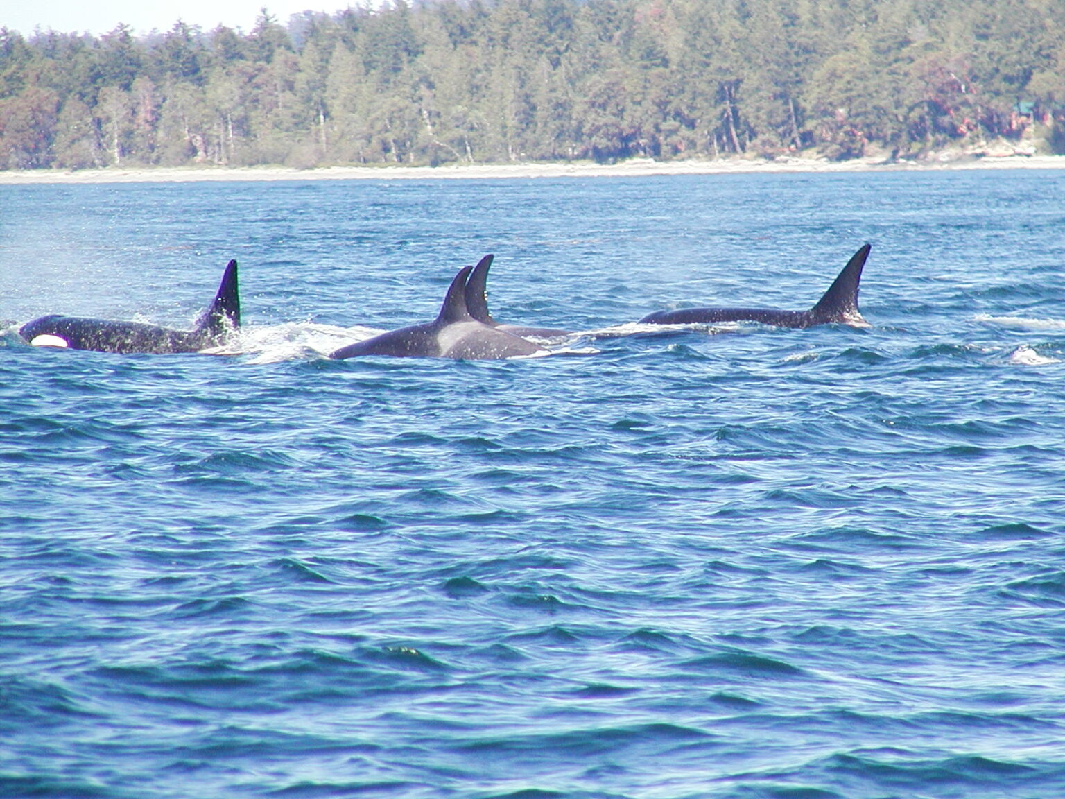 Anacortes is the gateway to the US San Juan Islands, the Canadian Gulf ...